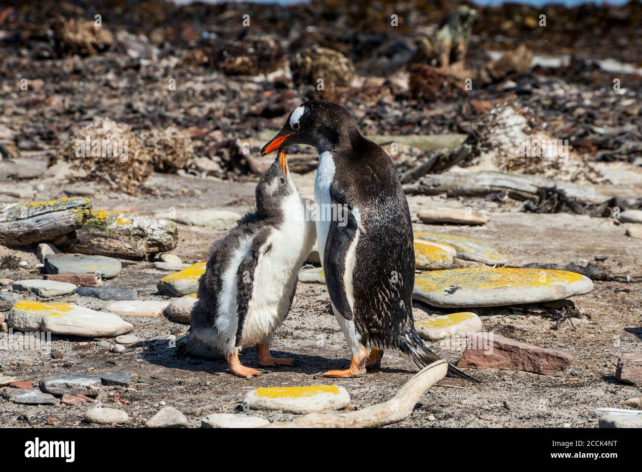 Mother and baby gentoo penguin (Pygoscelis papua) touching with beaks ...