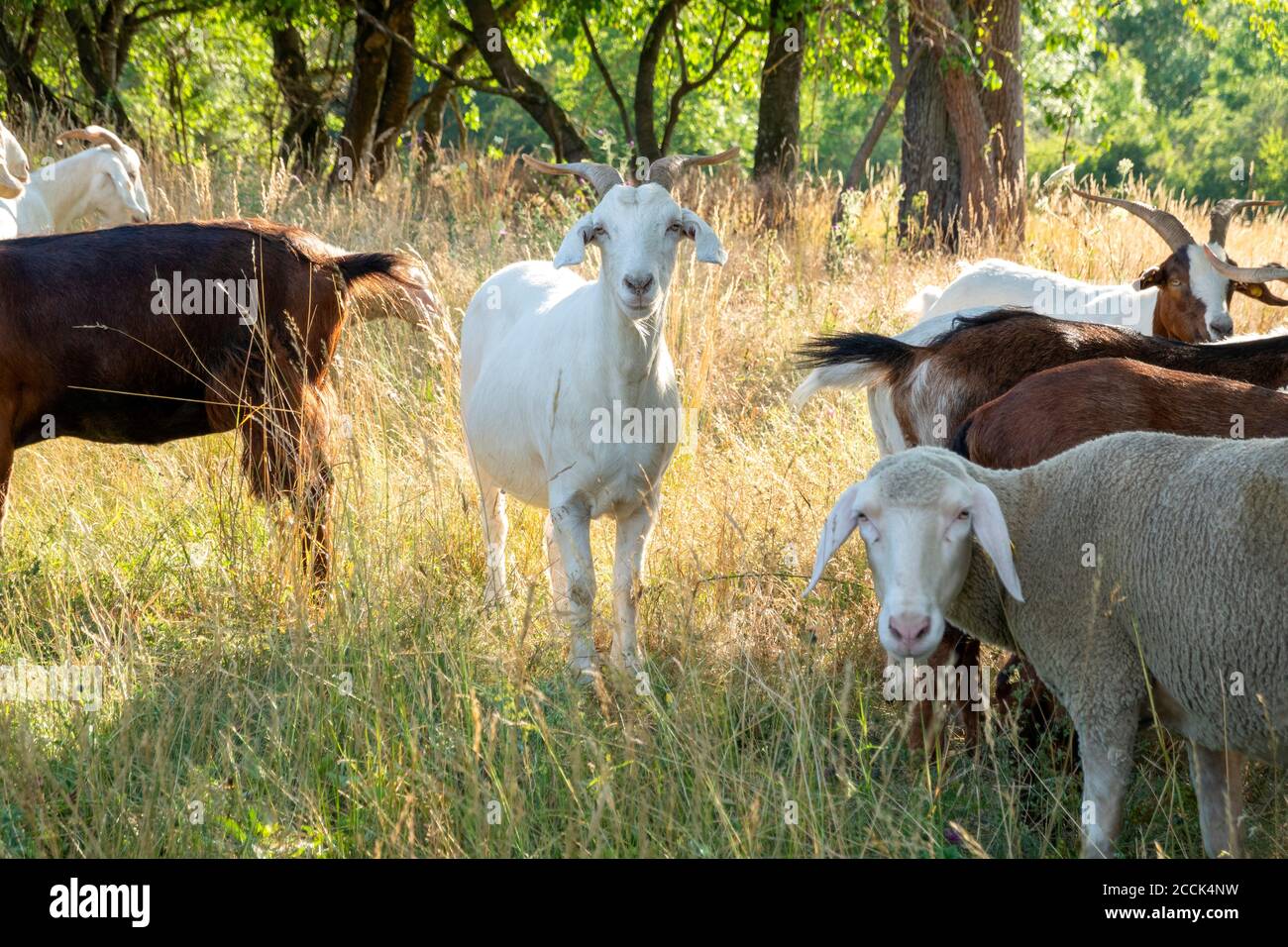 Goats with sheep hi-res stock photography and images - Alamy