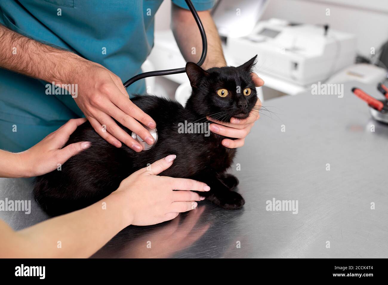 cat veterinarian checking shocked cat with stethoscope close-up ...