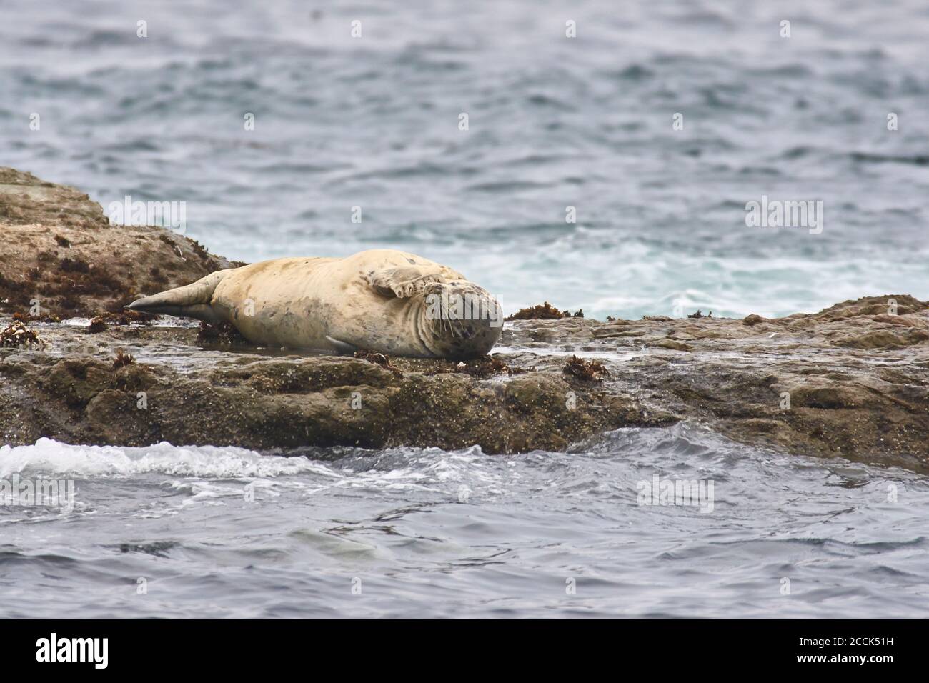 Pacific harbor (or common) seals at Fort Bragg, California Stock Photo ...