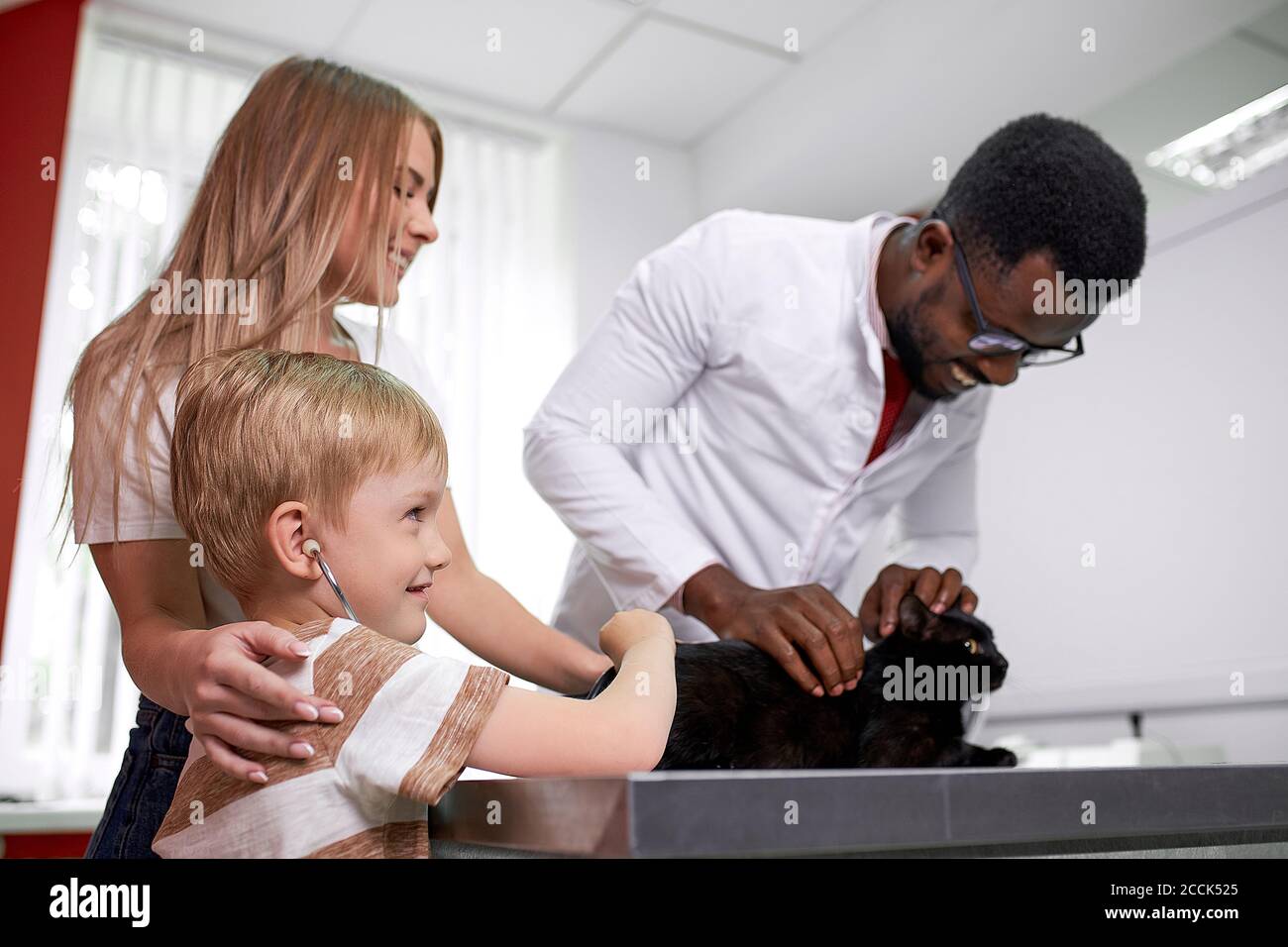 professional male vet examining pet on the examination table ...
