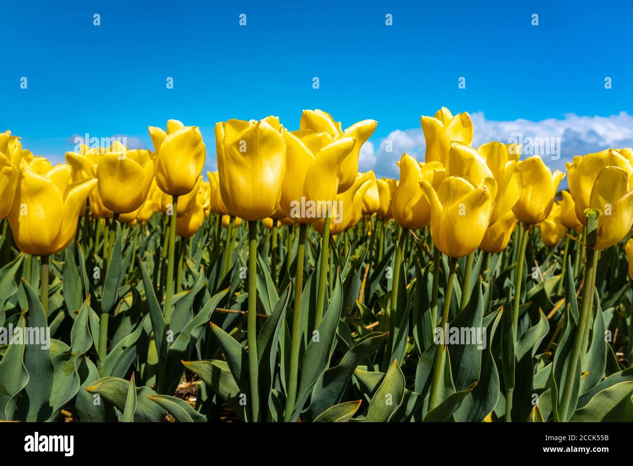 Yellow field in springtime hi-res stock photography and images - Alamy