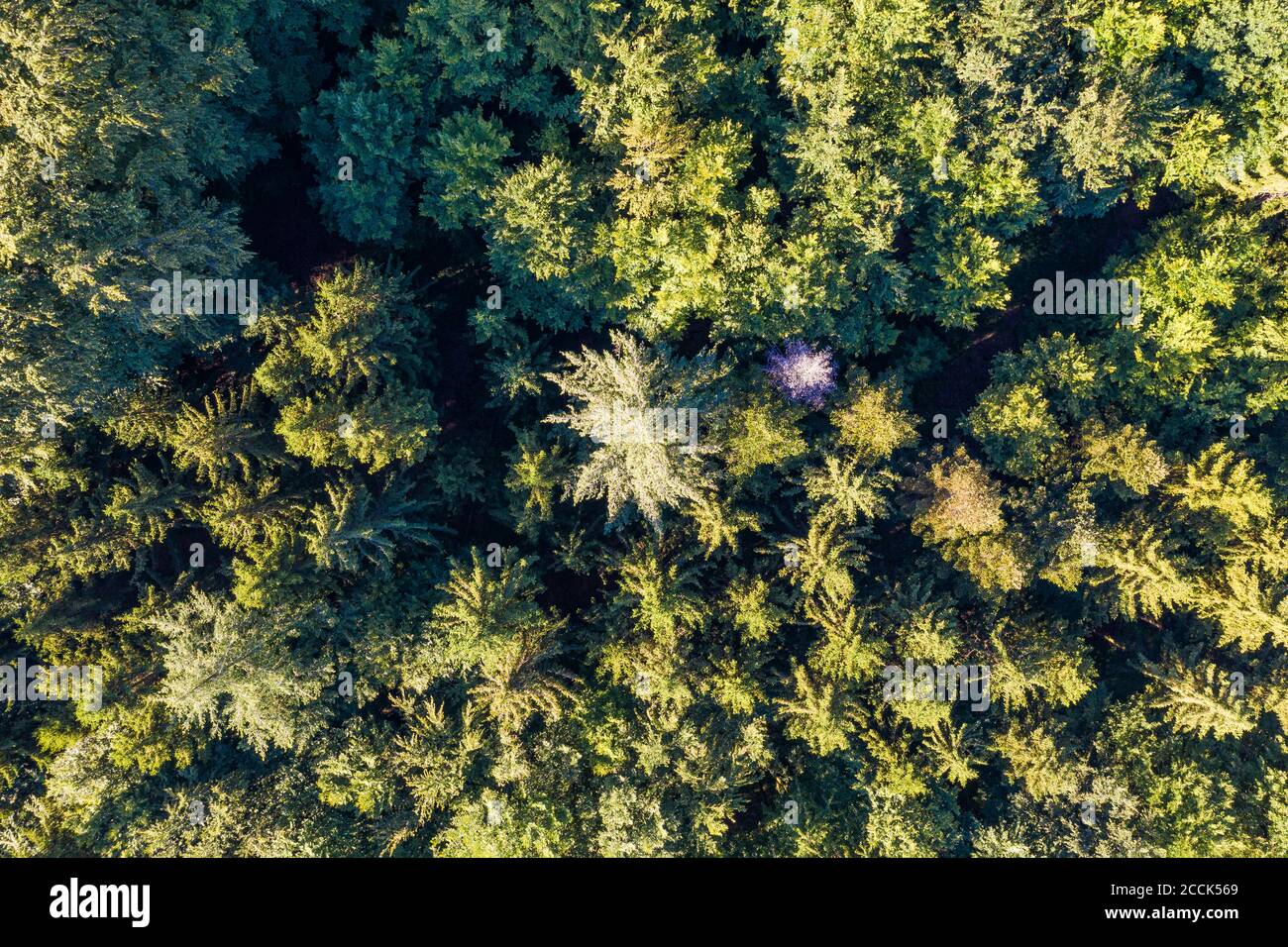 Aerial view of green spruce forest in Swabian Alps Stock Photo - Alamy