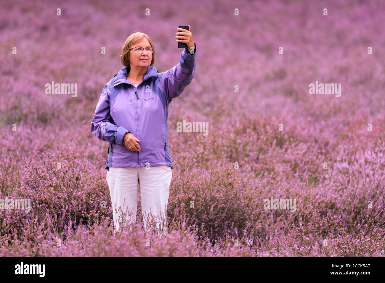 Erica bloom pictures hi-res stock photography and images - Alamy