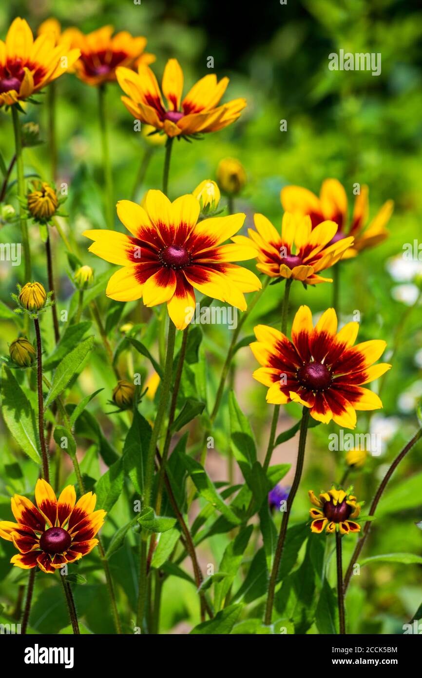 Yellow spring wildflowers hi-res stock photography and images - Alamy