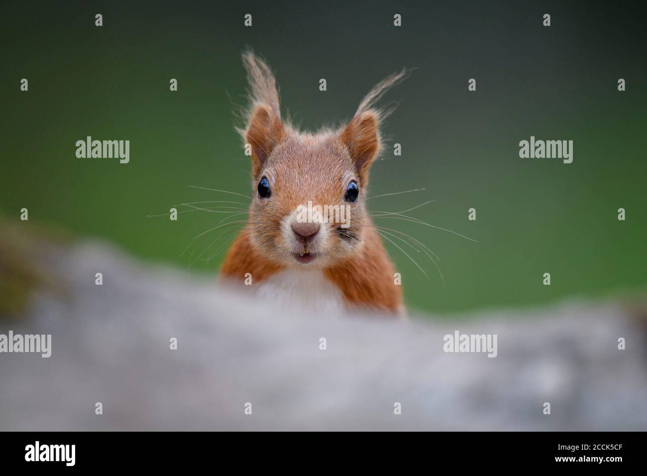 Portrait of Eurasian red squirrel (Sciurus Vulgaris) looking straight ...