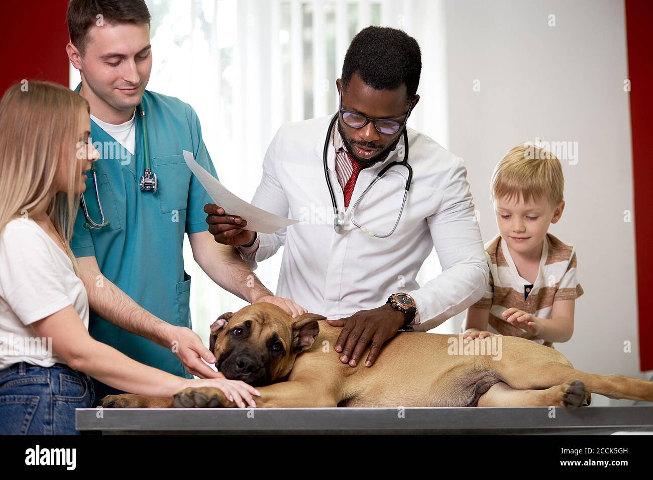 two vets examining the dog in cabinet, african and caucasian ...