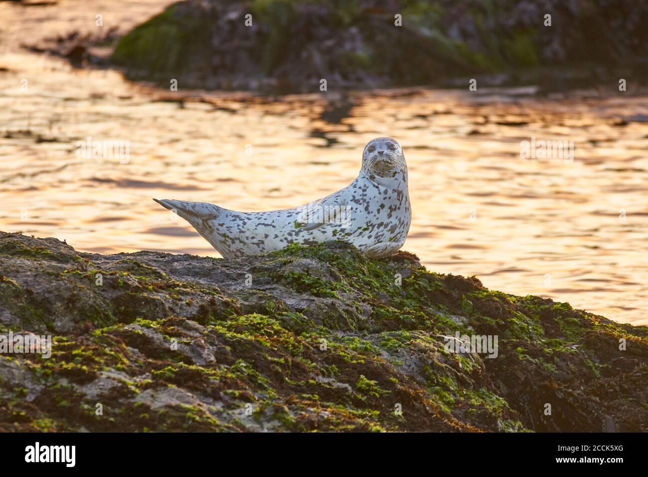 Pacific harbor seal hi-res stock photography and images - Alamy