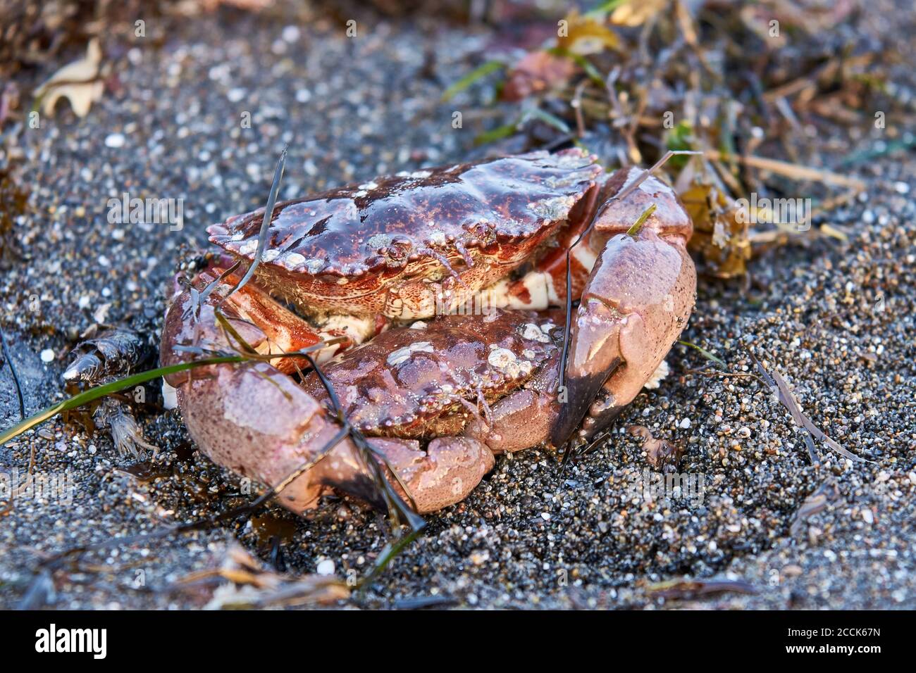 Red rock crab hi-res stock photography and images - Alamy