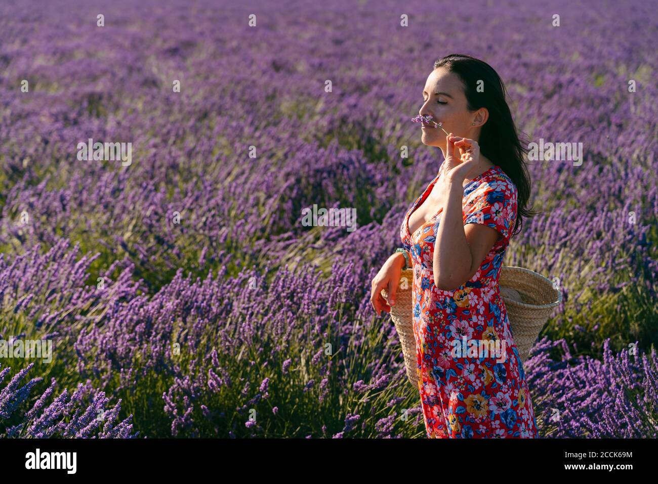 Portrait of beautiful woman smelling lavender blooming in vast ...