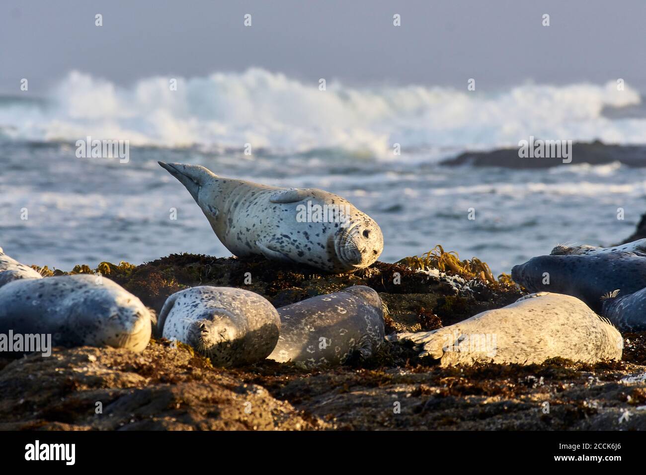 Pacific harbor seal hi-res stock photography and images - Alamy