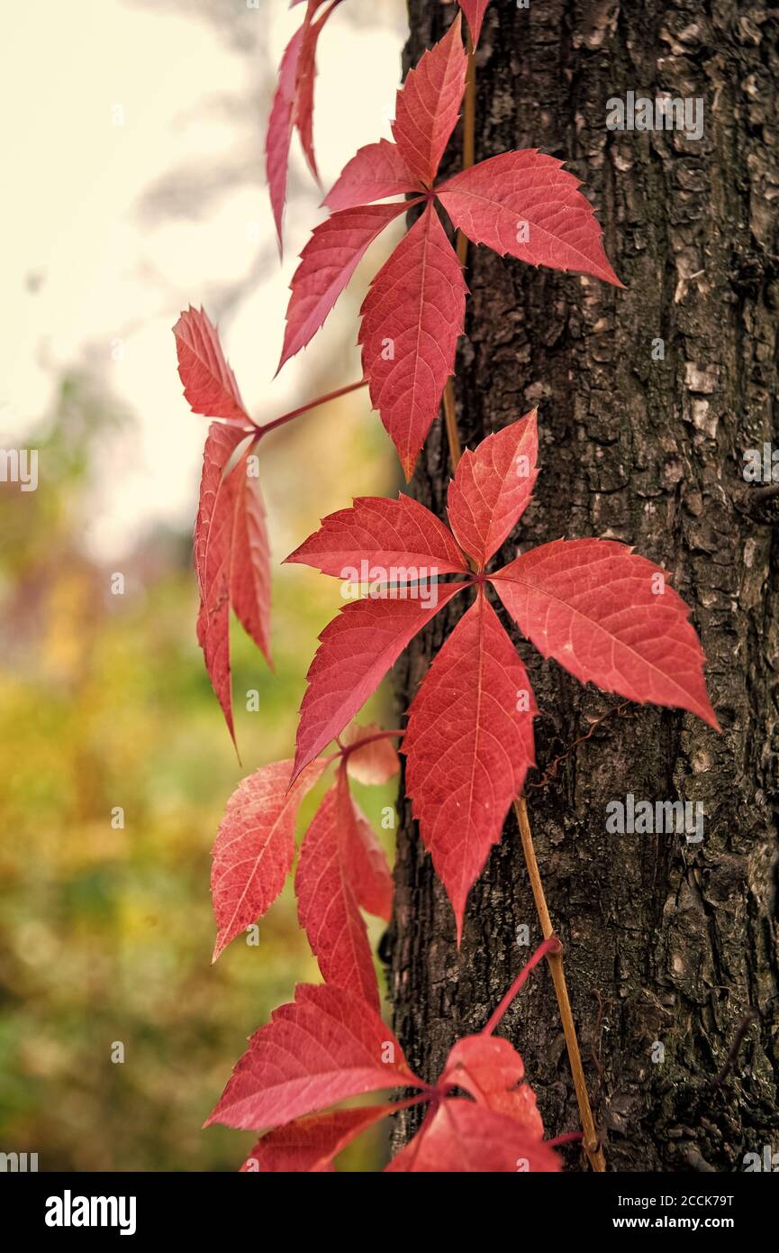 Autumn coloration. Deciduous climber in fall. Virginia creeper plant on ...