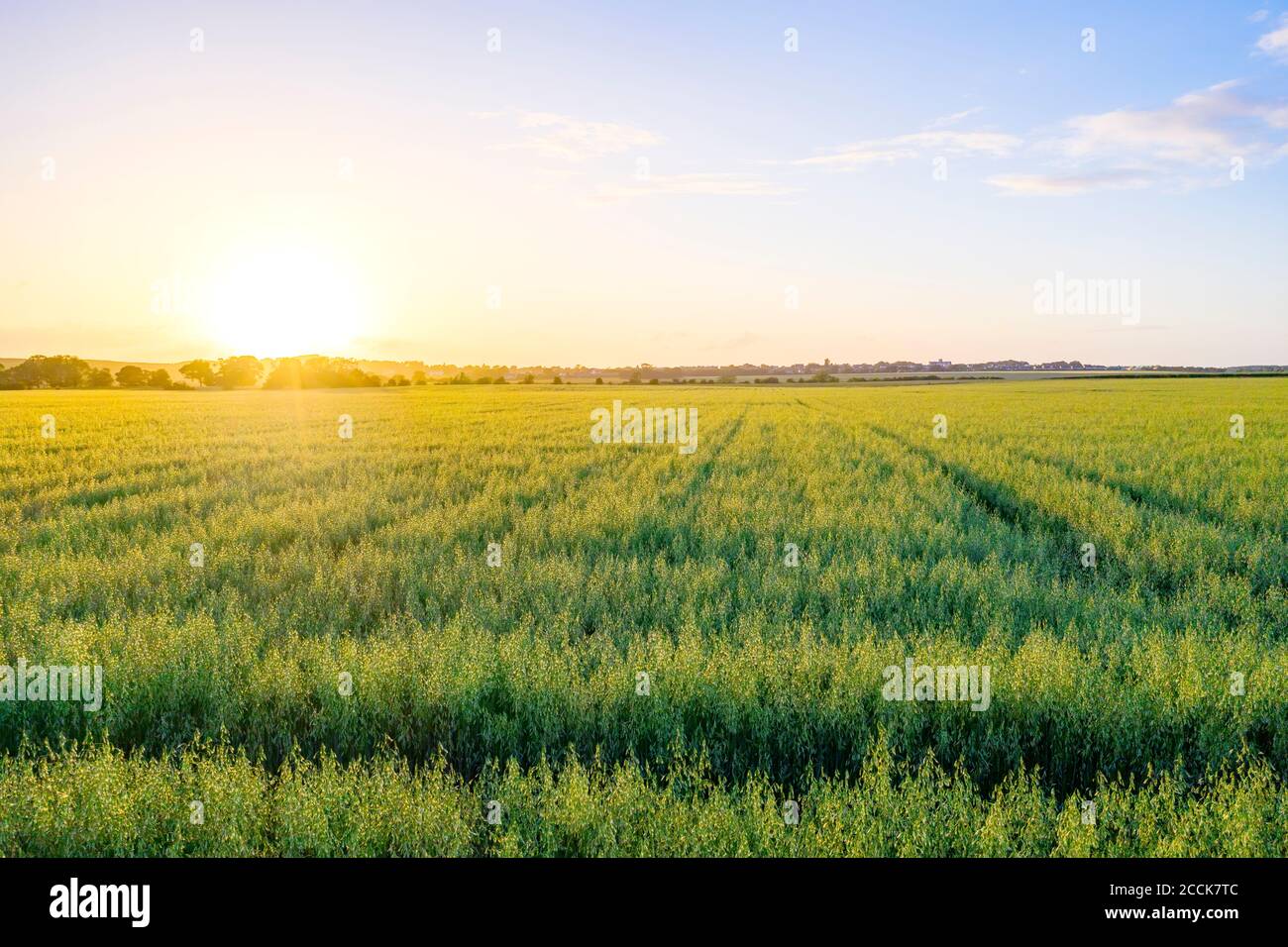 Oat avena sativa crop hi-res stock photography and images - Alamy