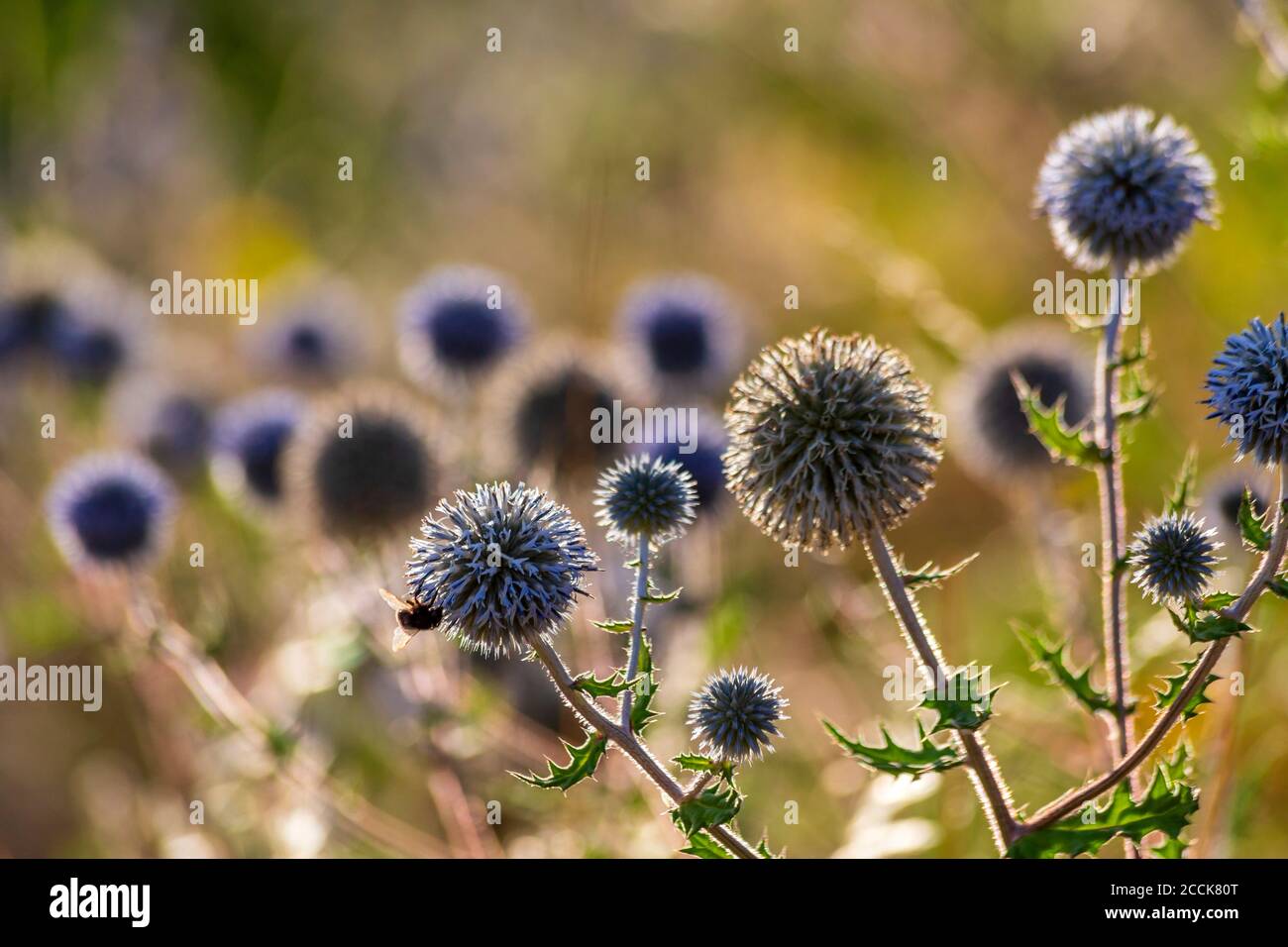 Globe thistle plant growing hi-res stock photography and images - Alamy