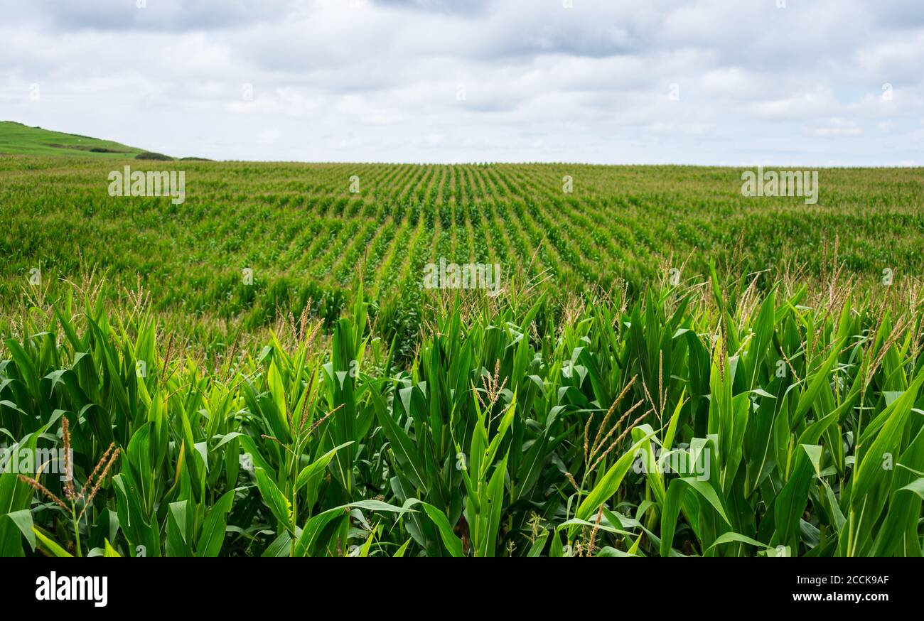 lines of a huge cultivated cornfield Stock Photo - Alamy