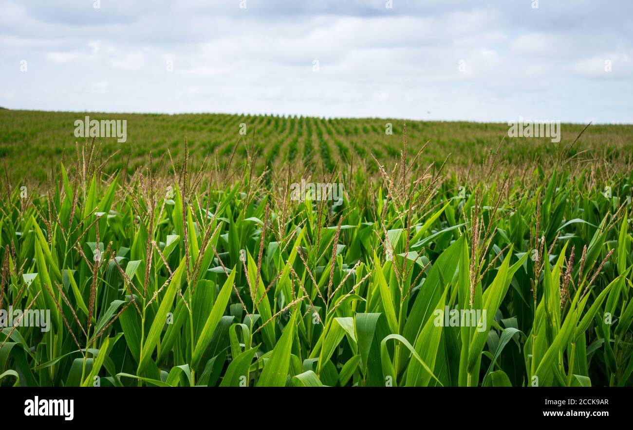 green cornfield cultivated in lines Stock Photo - Alamy