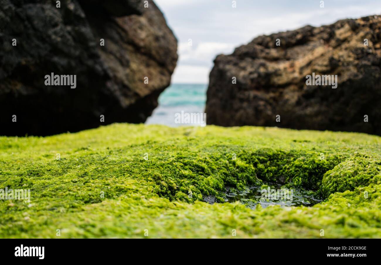 Algae cover hi-res stock photography and images - Alamy