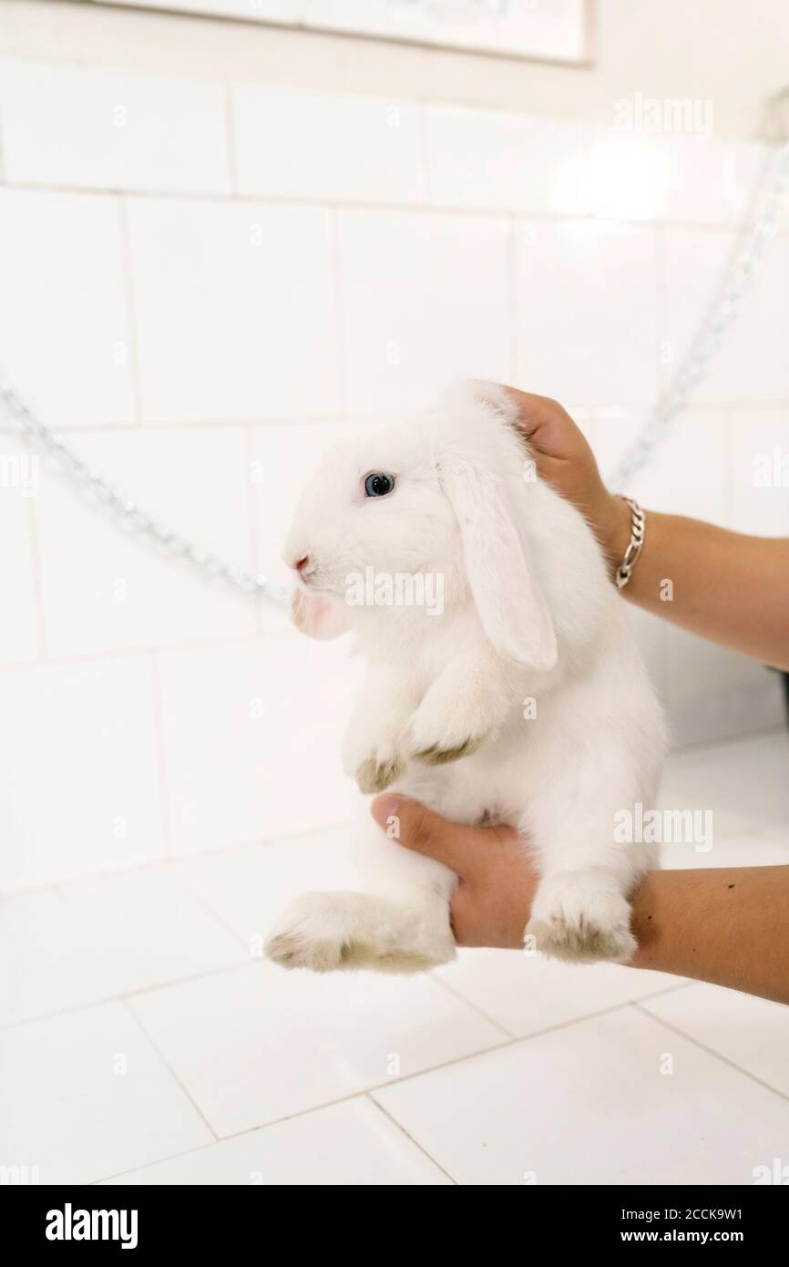 Rabbit holding hand hi-res stock photography and images - Alamy
