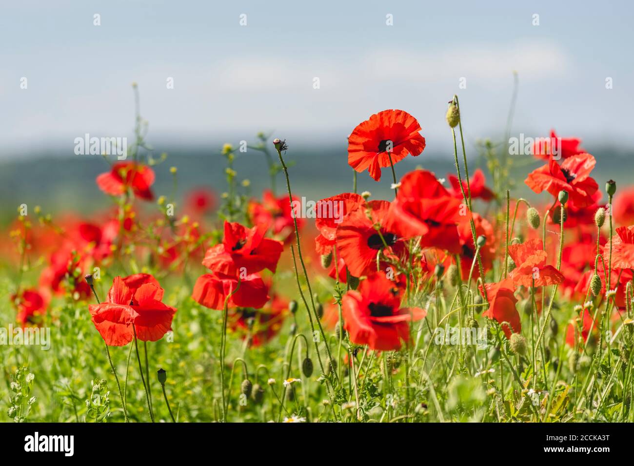 Spring in scandinavia hi-res stock photography and images - Alamy