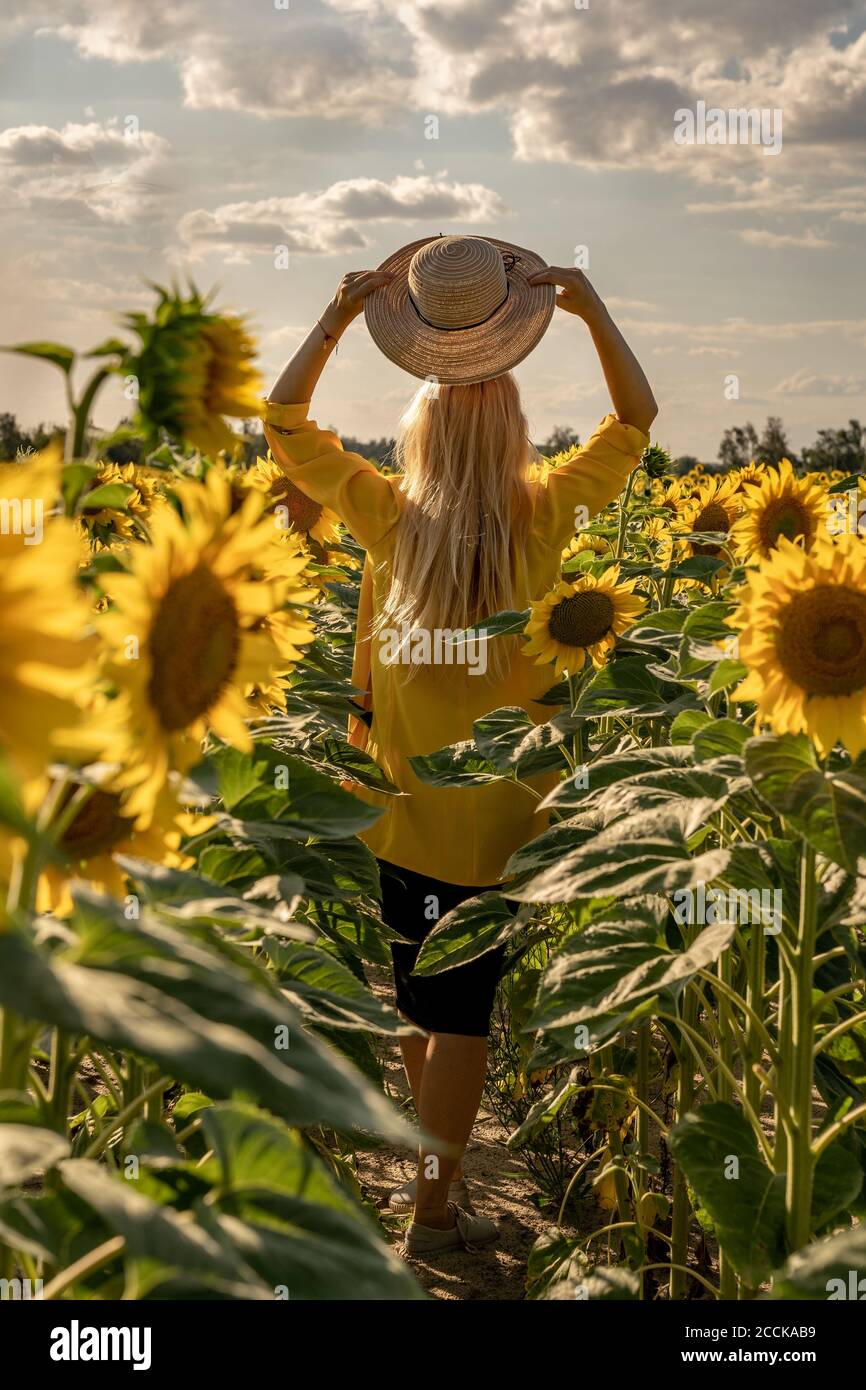Person holding sunflower hi-res stock photography and images - Alamy