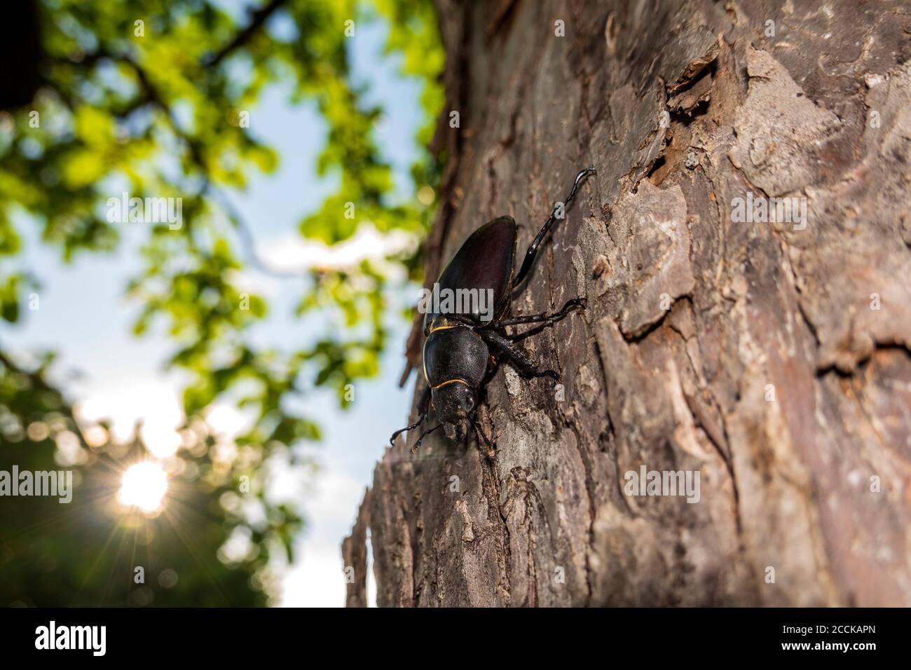 Trunk beetle hi-res stock photography and images - Alamy