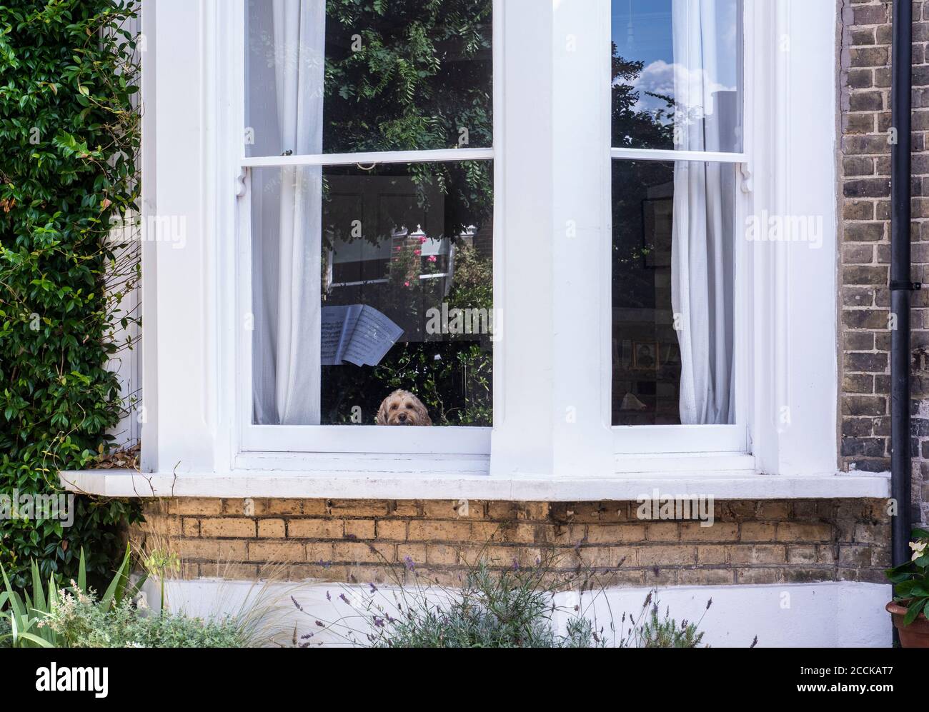 Dog Peering In Window High Resolution Stock Photography and Images - Alamy