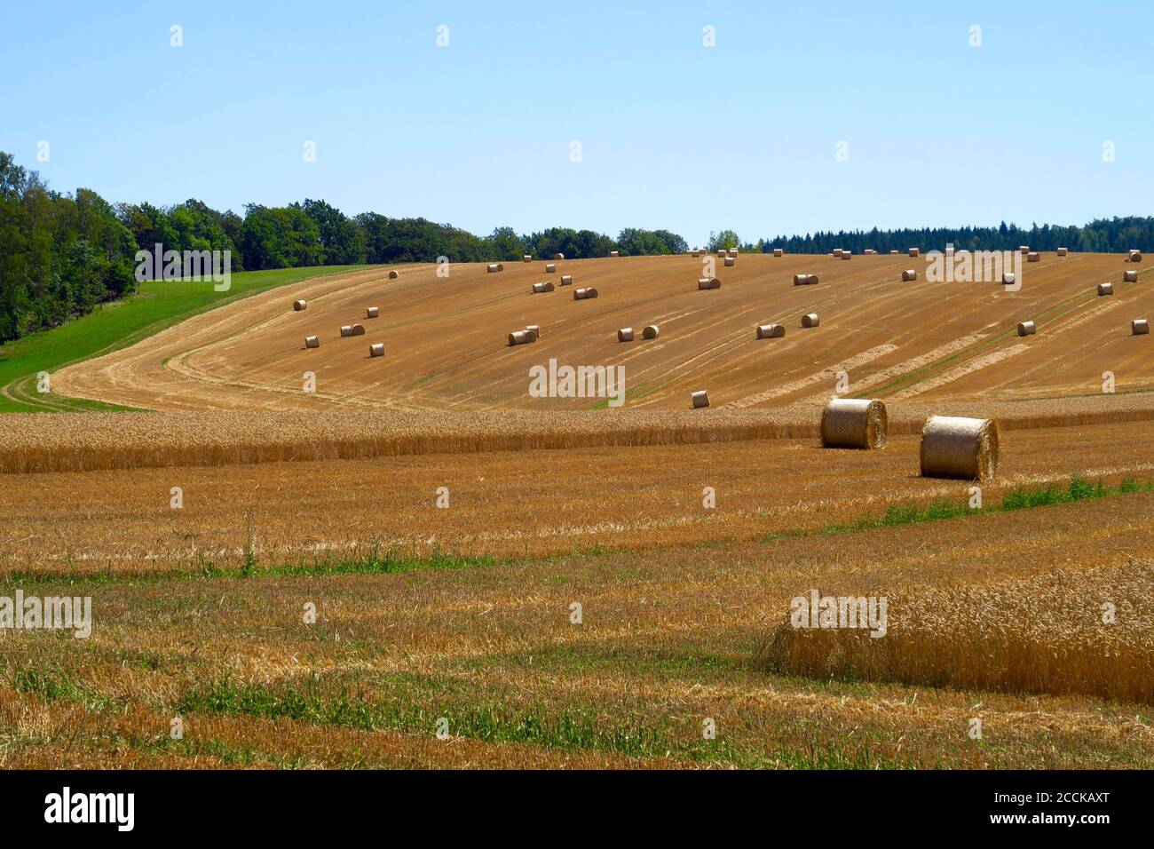 Hay bales drying in field Stock Photo - Alamy