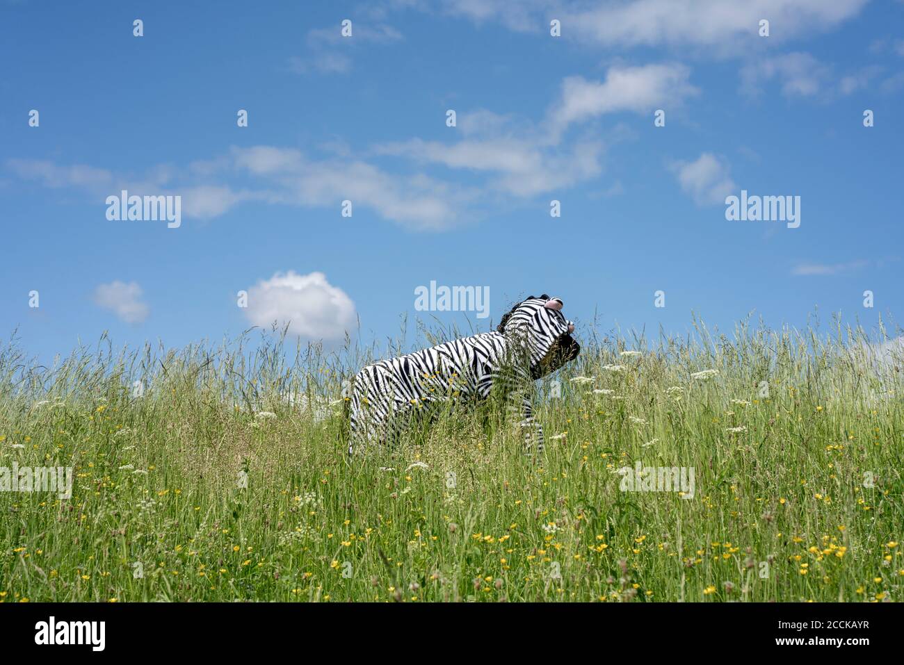 Boy wearing zebra costume amidst grass against blue sky Stock Photo - Alamy