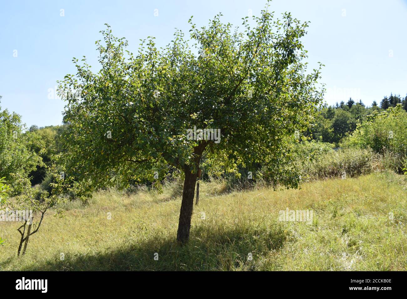 wild growing apple trees Stock Photo - Alamy