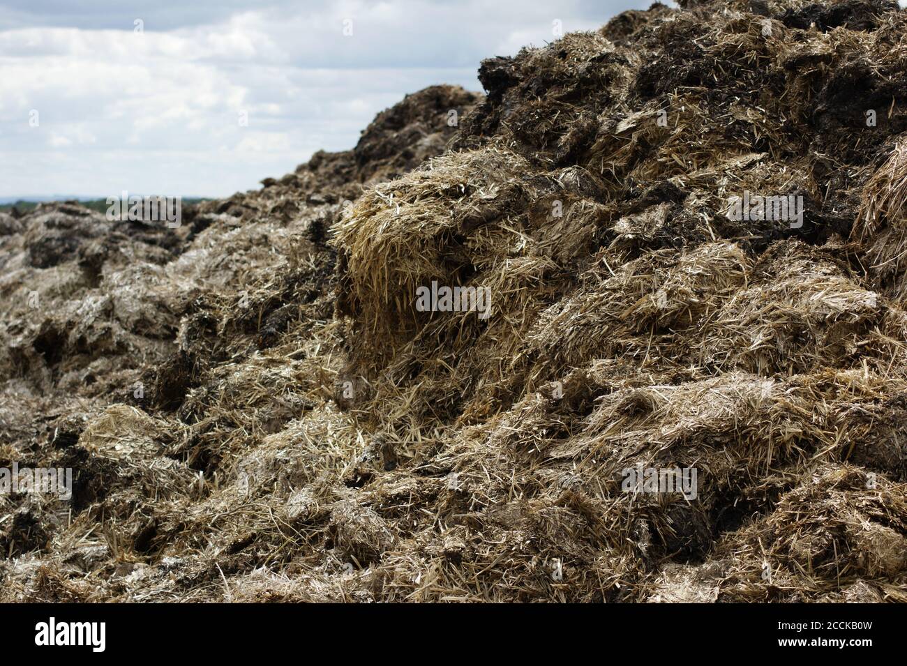 Manure farm uk cattle hi-res stock photography and images - Alamy