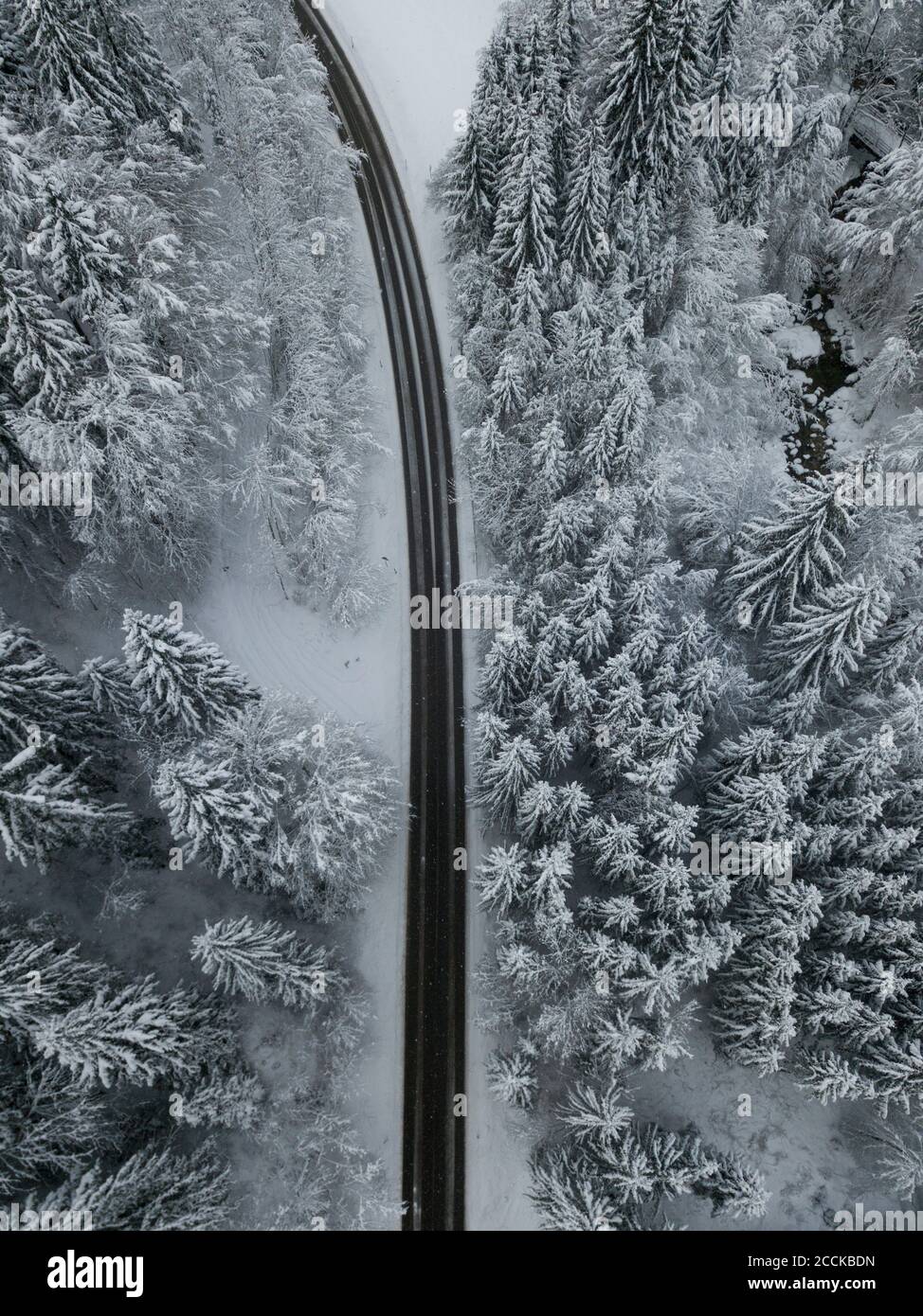 Empty road in forest asphalt hi-res stock photography and images - Alamy