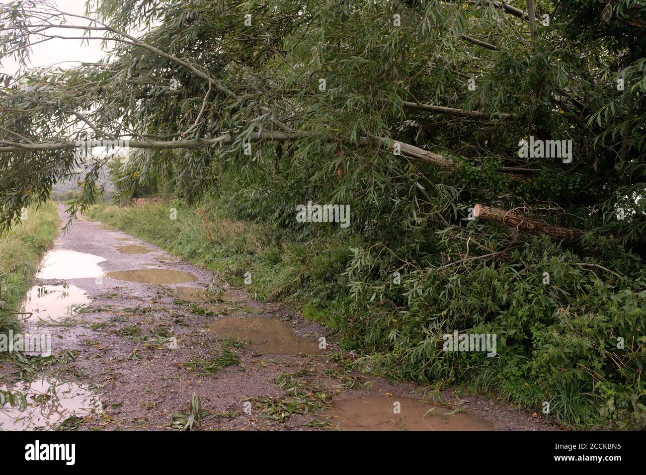 Tree fallen across road hi-res stock photography and images - Alamy