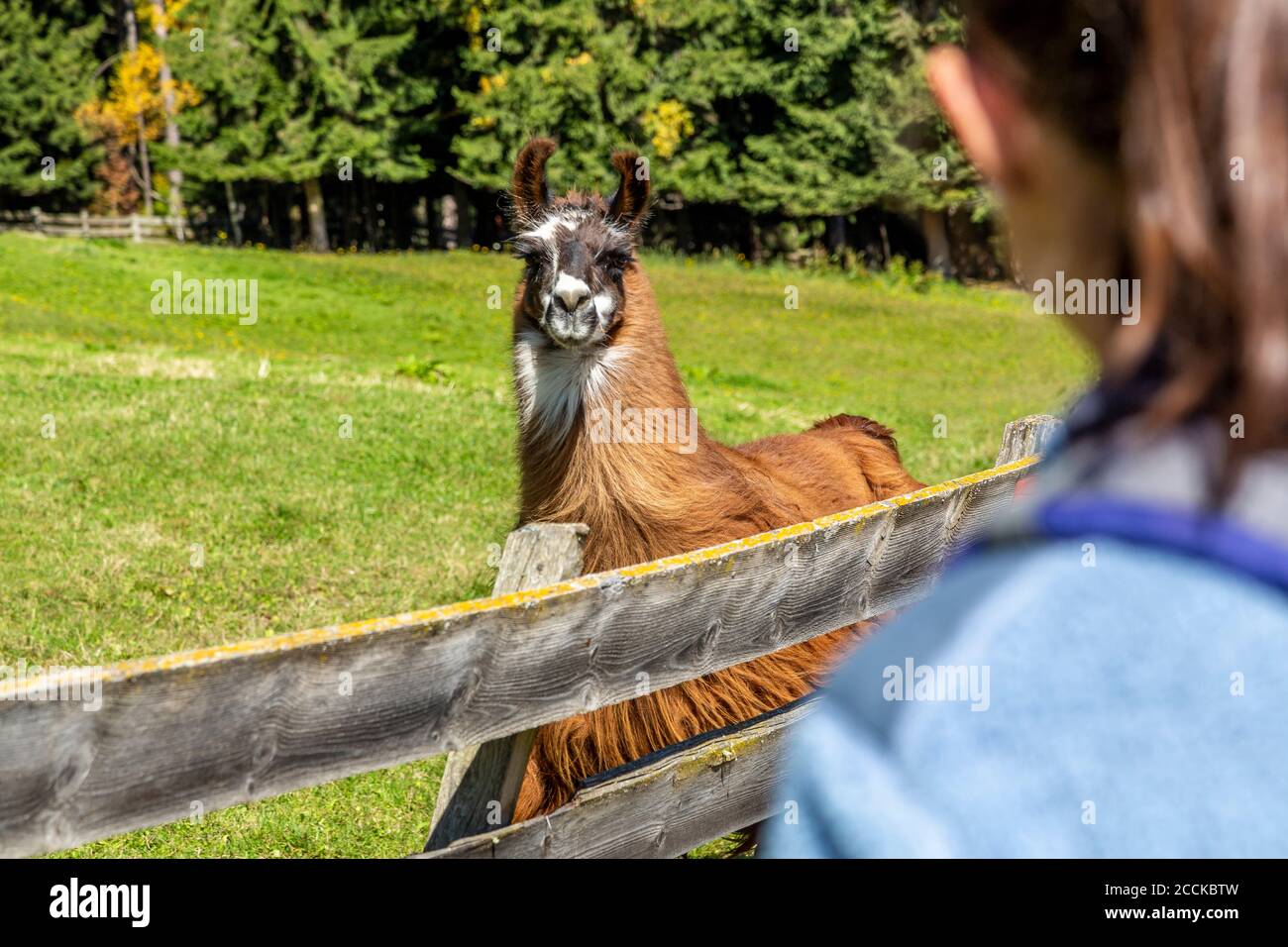 Llama woman hi-res stock photography and images - Alamy
