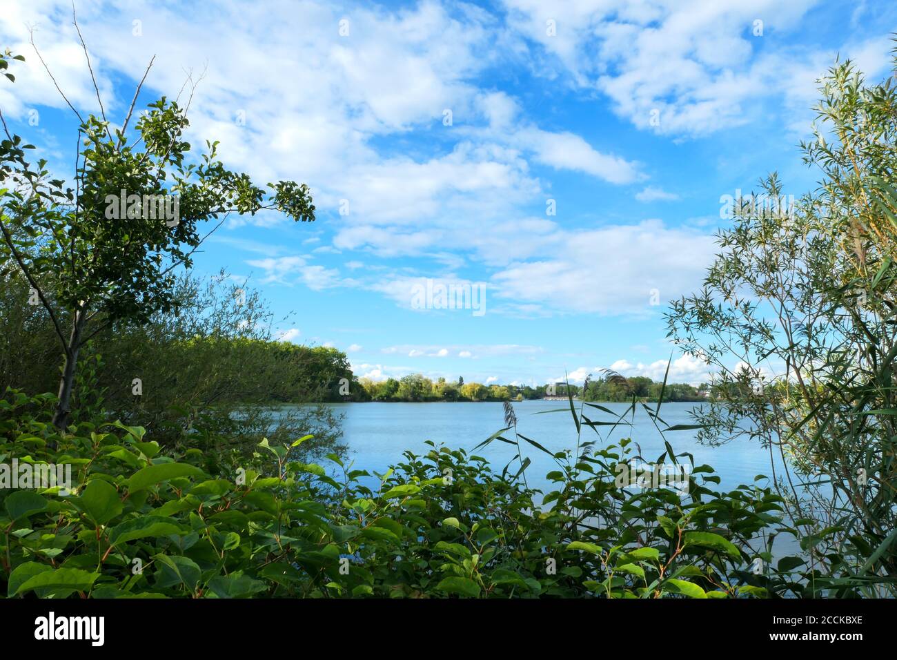 Summer landscape at the water's edge. View of a sunny lake with ...
