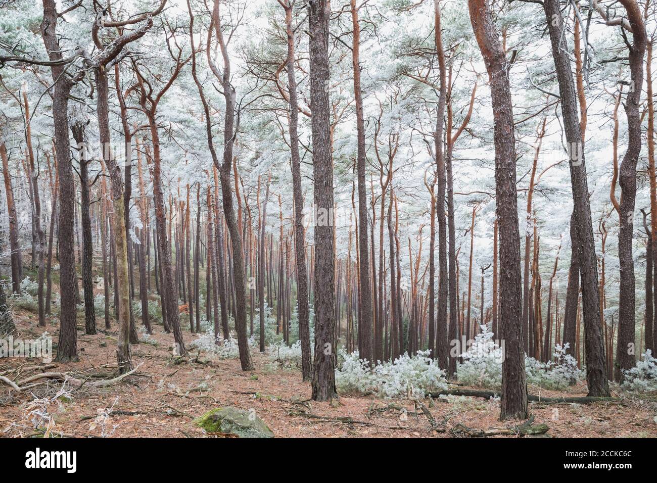 Birch pine forest hi-res stock photography and images - Alamy