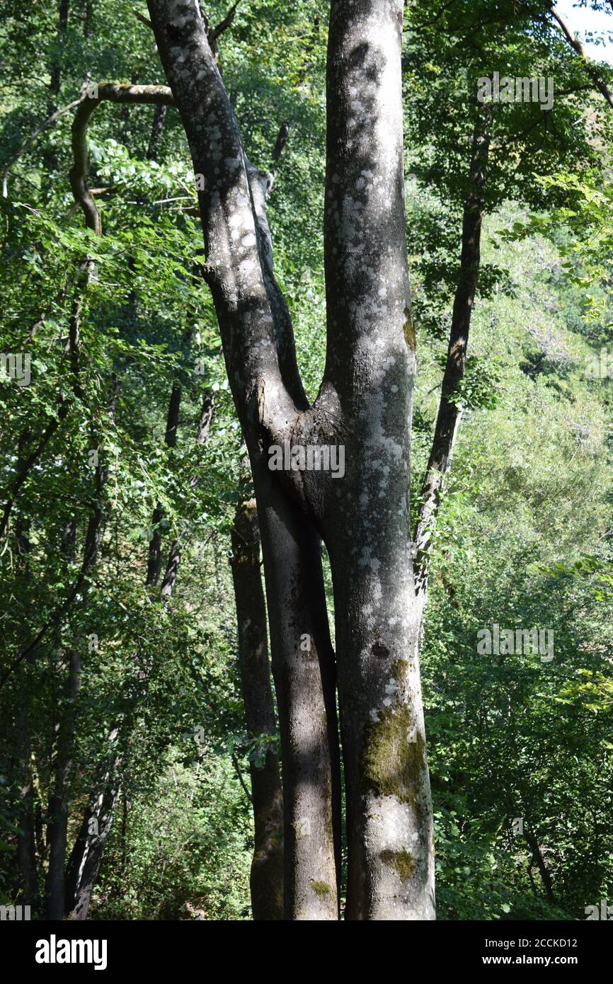 connected trees deep in the forest Stock Photo - Alamy