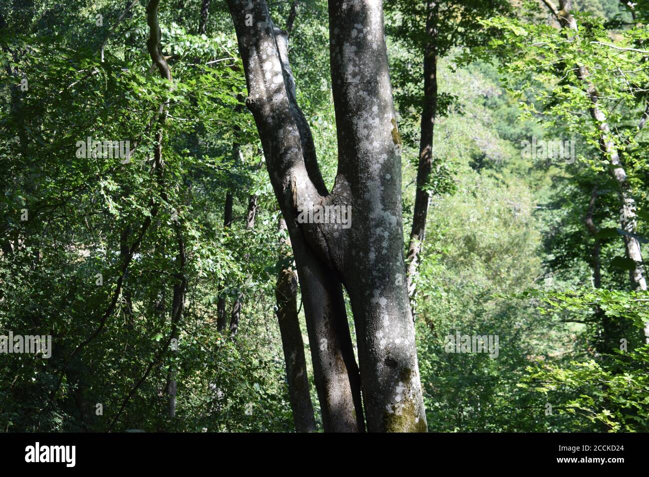 connected trees deep in the forest Stock Photo - Alamy