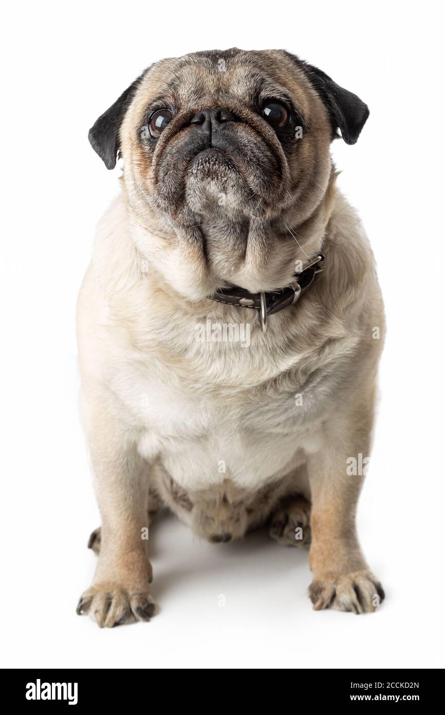 Adorable mature Pug dog sitting on white isolated background. Funny dog ...