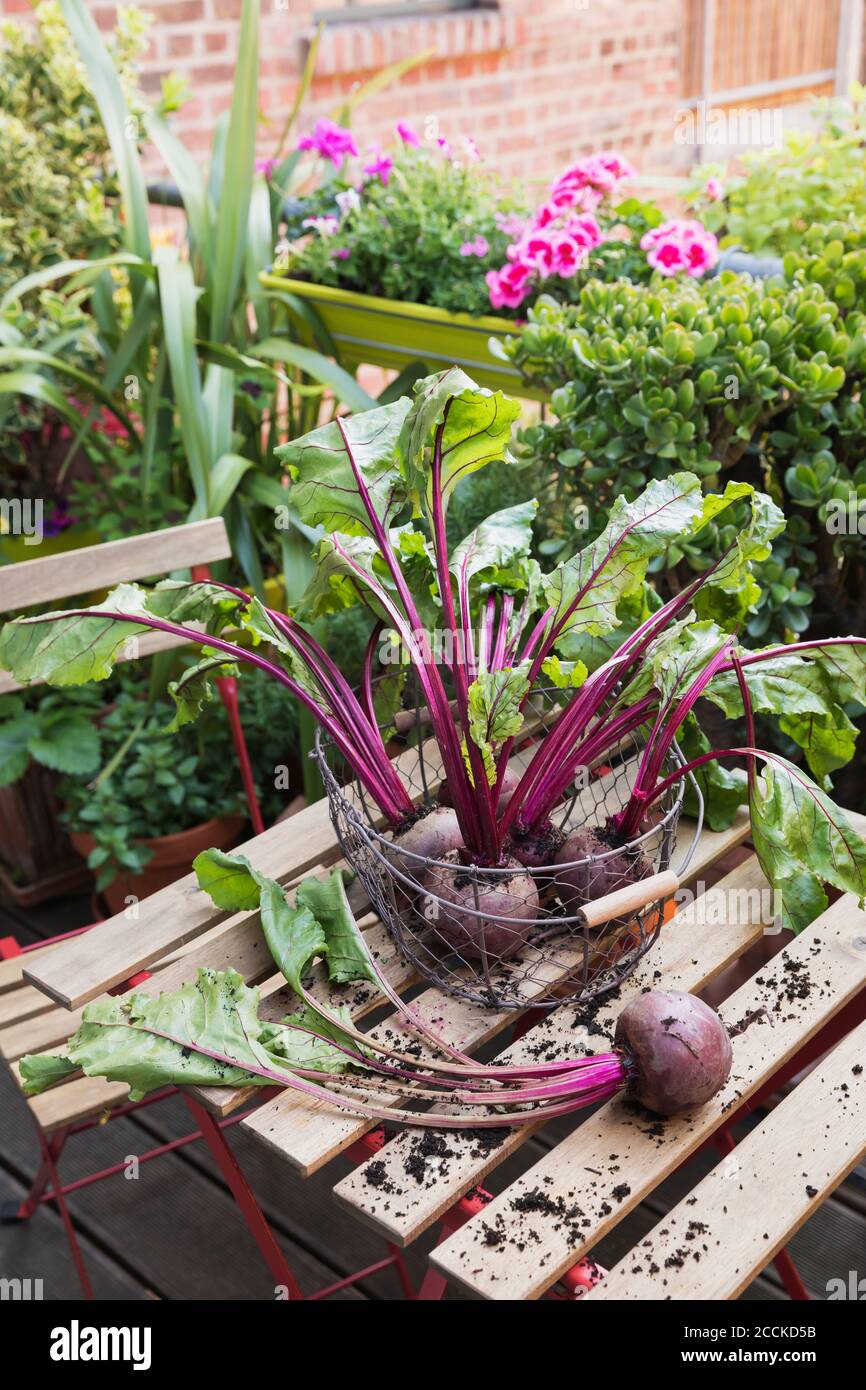 Basket of common beets harvested from balcony vegetable garden Stock ...