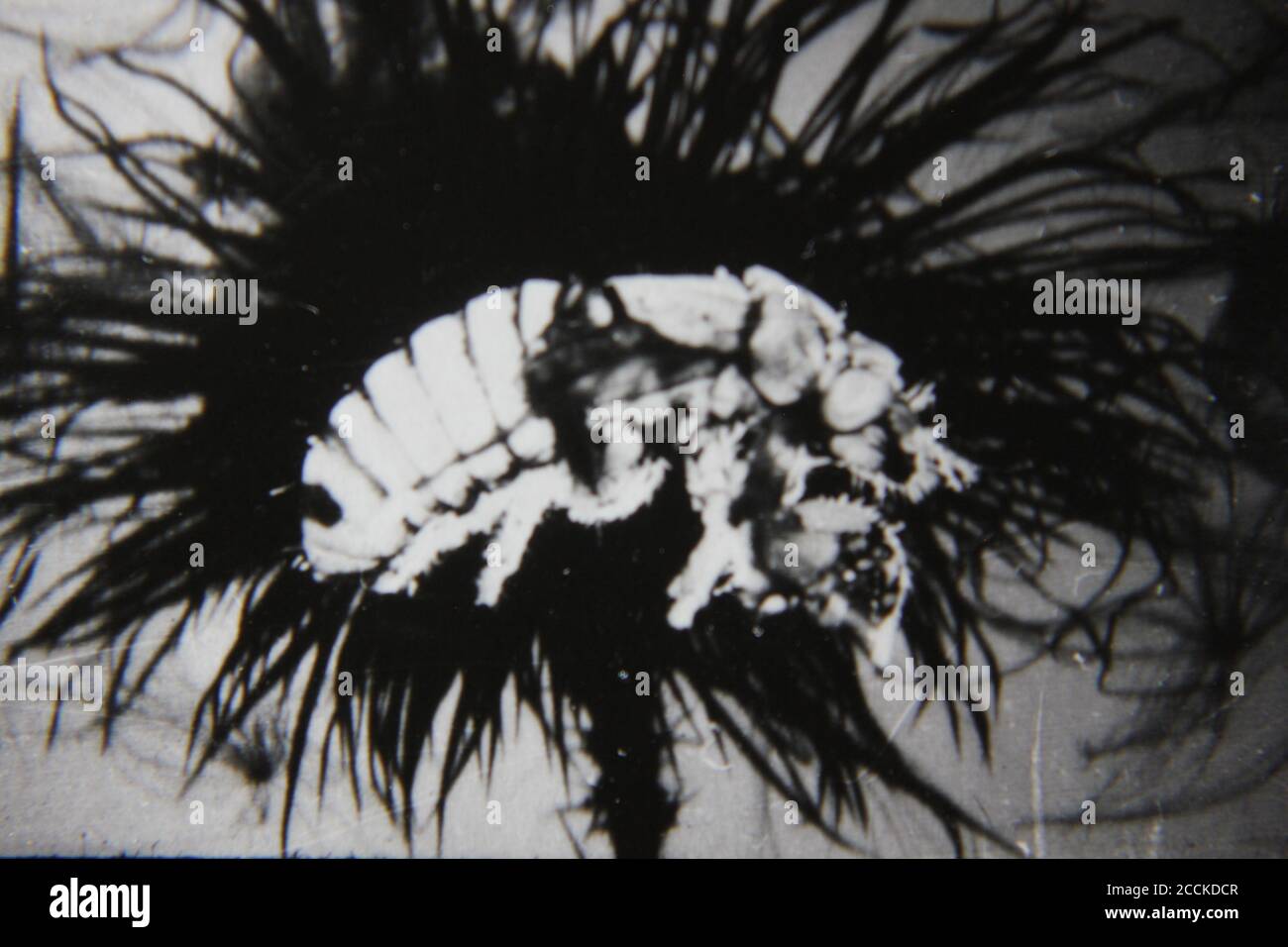 Fine 1970s vintage black and white closeup photography of a glowing and ...