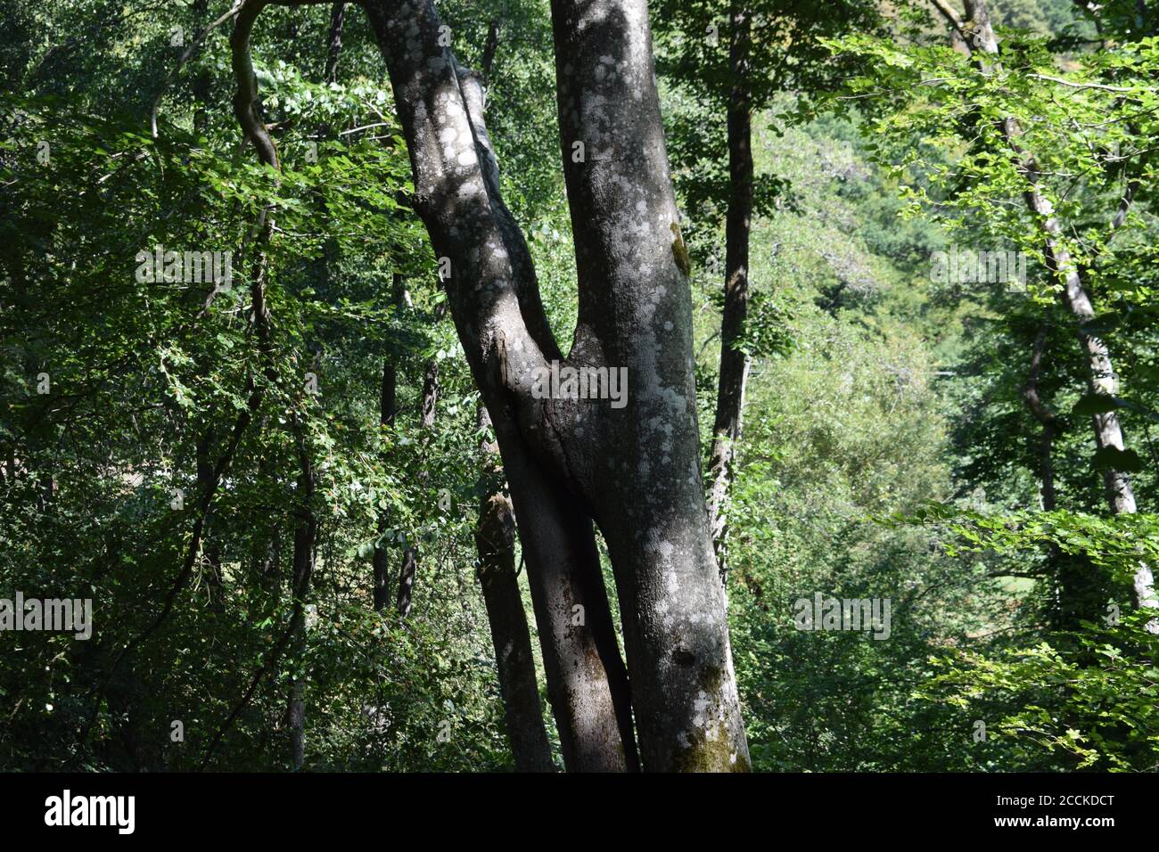 connected trees deep in the forest Stock Photo - Alamy