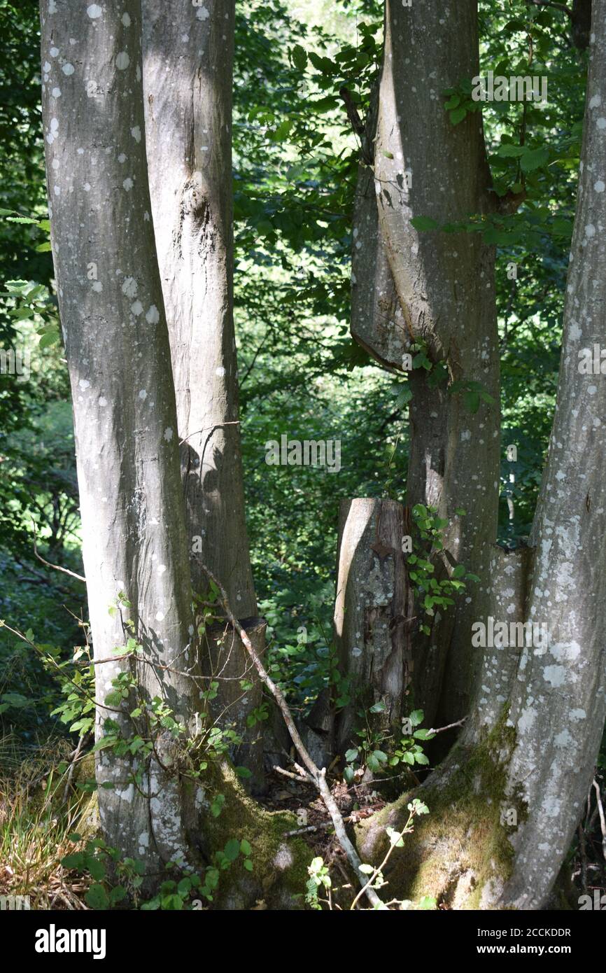 connected trees deep in the forest Stock Photo - Alamy