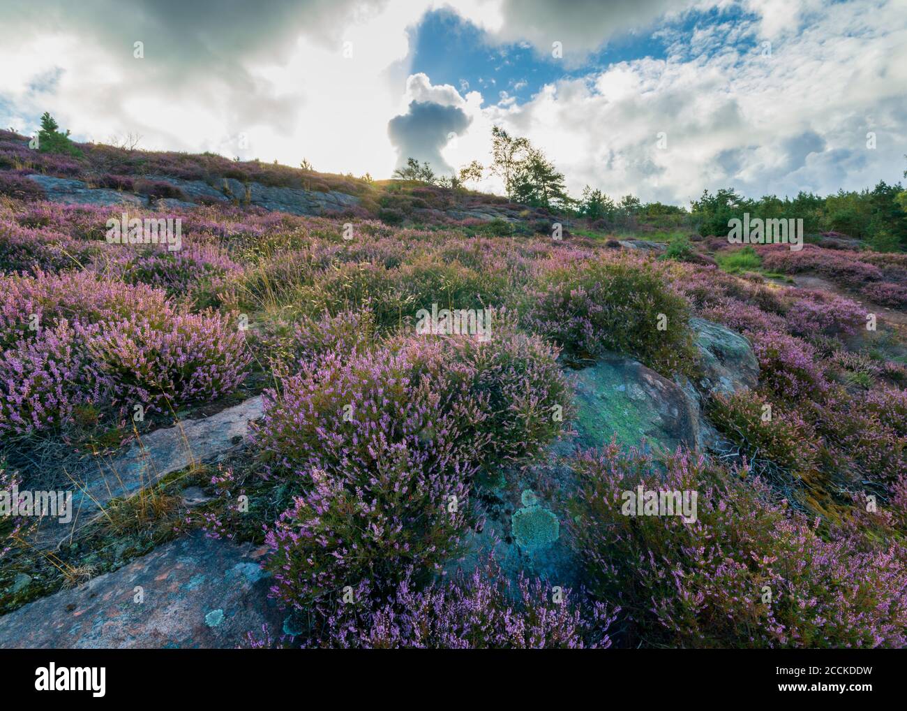 Pink and purple heather in the foregroud and lone tree standing amidst ...