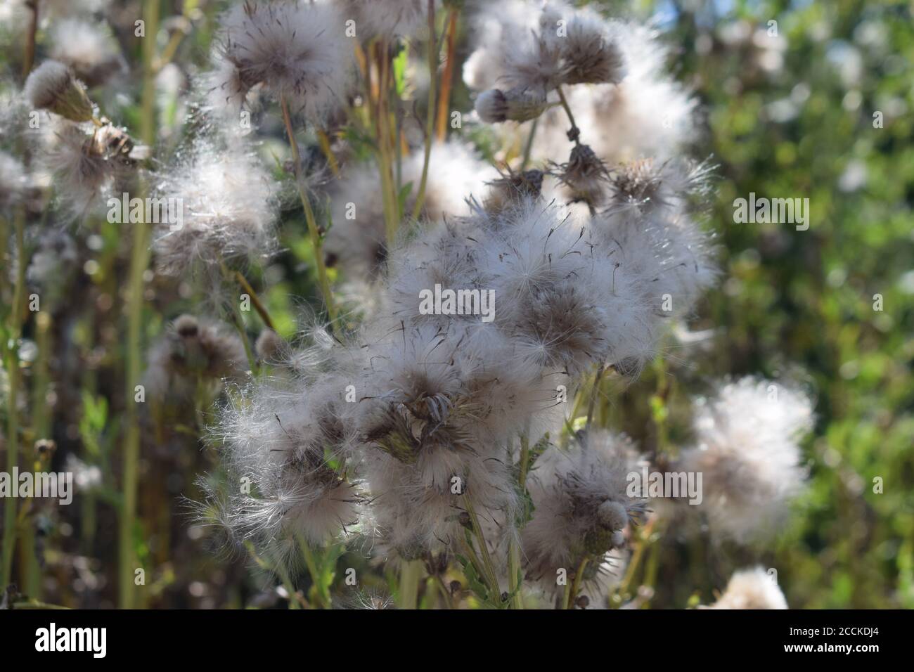 wool grass in autumn Stock Photo - Alamy
