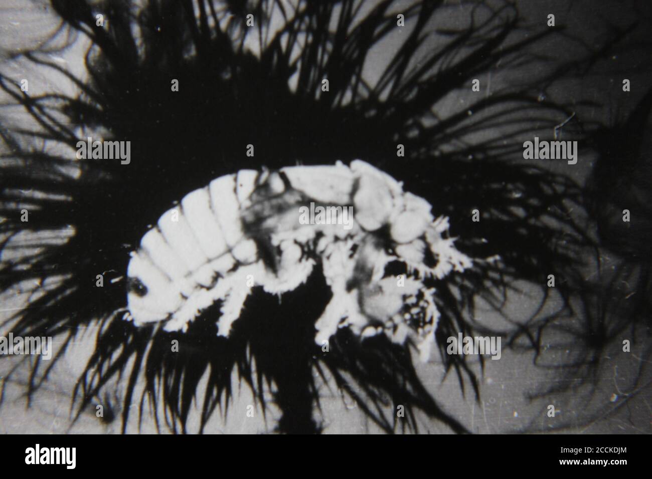 Fine 1970s vintage black and white closeup photography of a glowing and ...