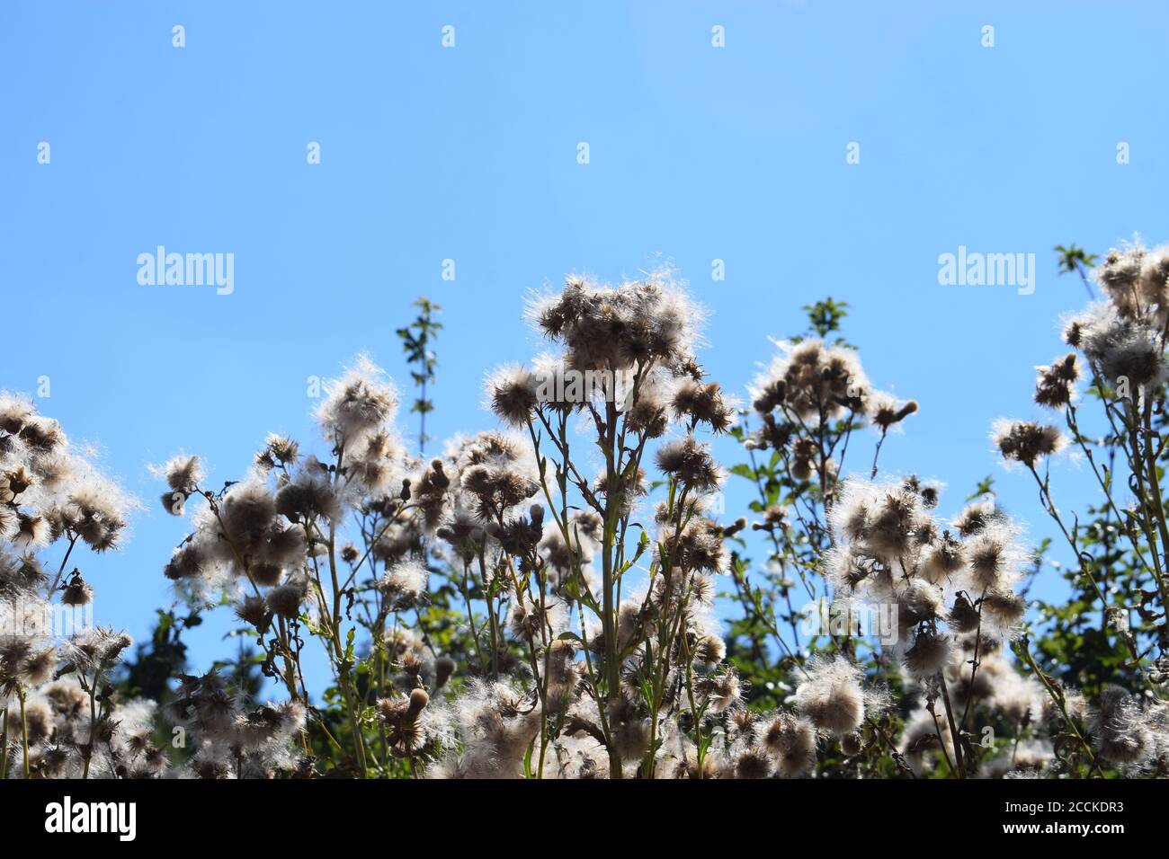 Woolgrass High Resolution Stock Photography and Images - Alamy