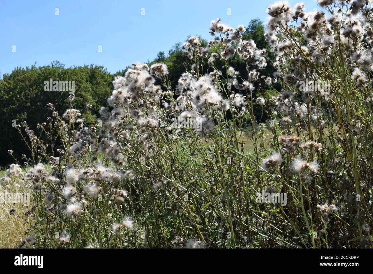 wool grass in autumn Stock Photo - Alamy