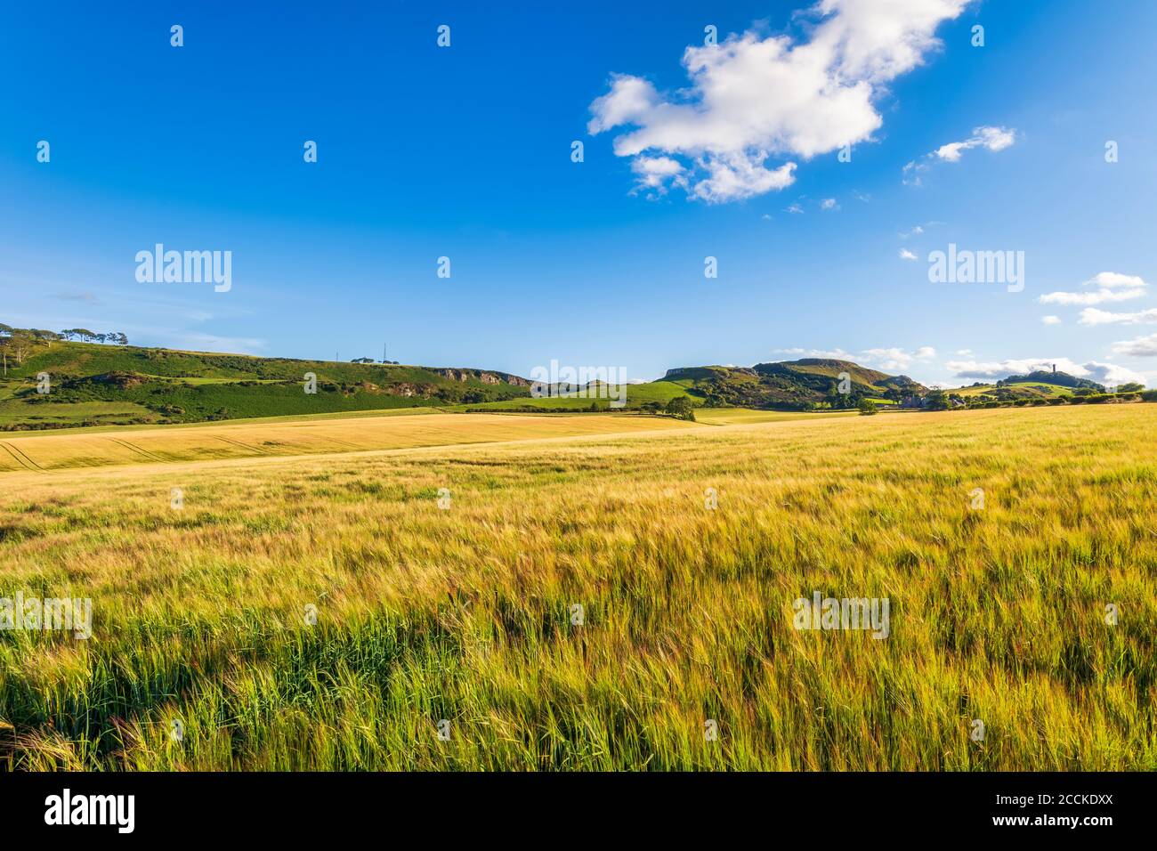 Yellow barley field hi-res stock photography and images - Alamy
