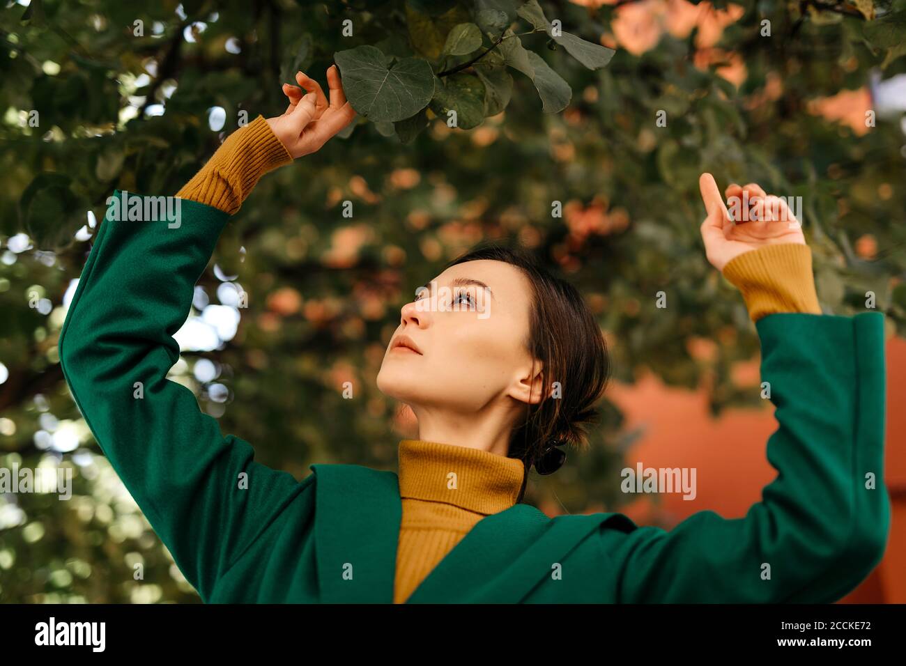 Looking up tree leaves hi-res stock photography and images - Alamy