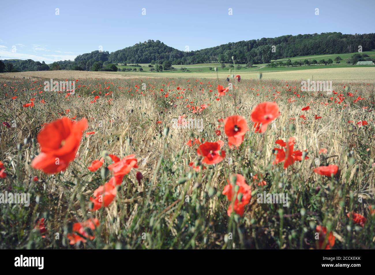 Poppies field in summer in germany hi-res stock photography and images ...